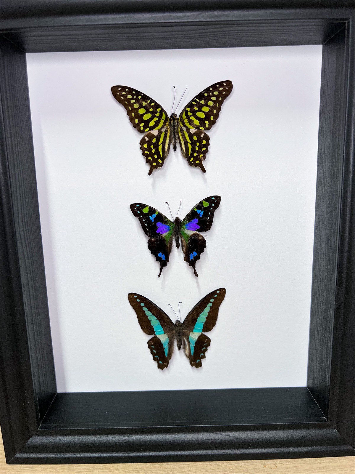 Real Butterflies