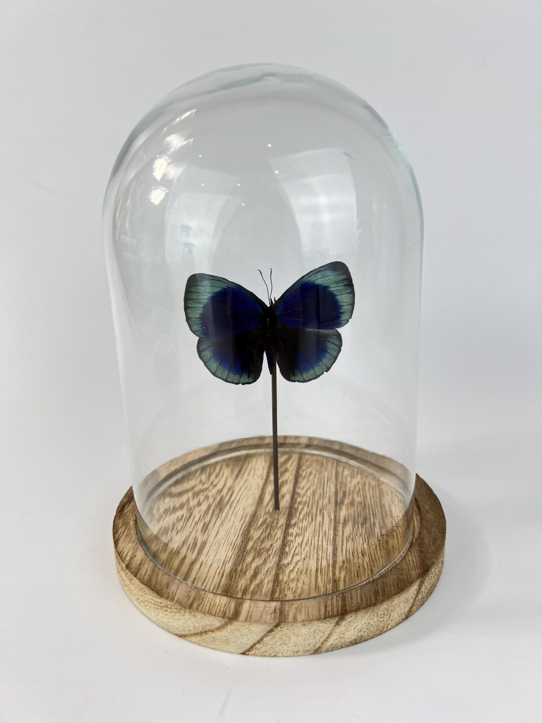 Asterope Leprieuri Butterfly Taxidermy in Glass Dome Botanical Wood ...