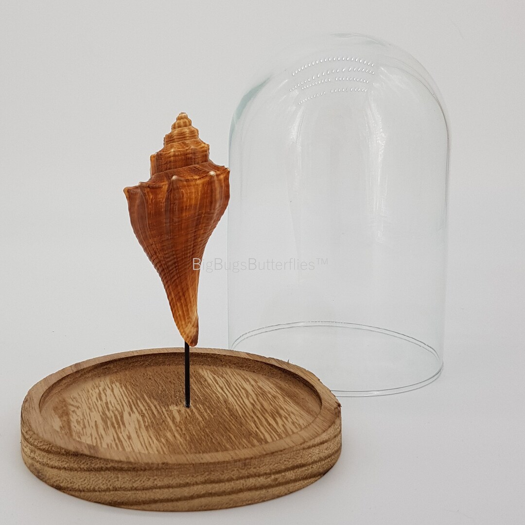 Shell in Dome - Etsy