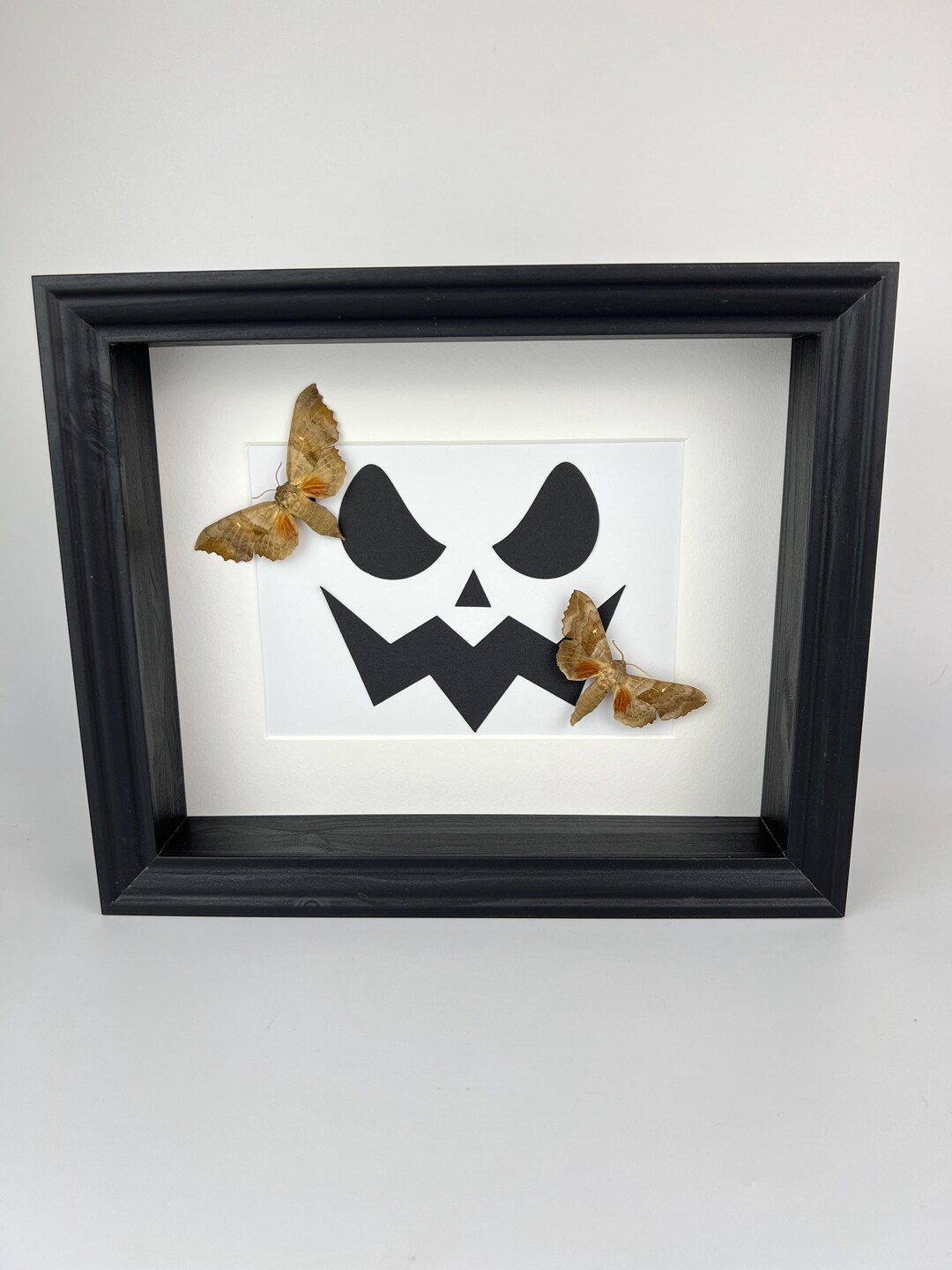 Framed Real Moths With Scary Halloween Pumpkin Face 11x9 Inch 28x23 Cm ...
