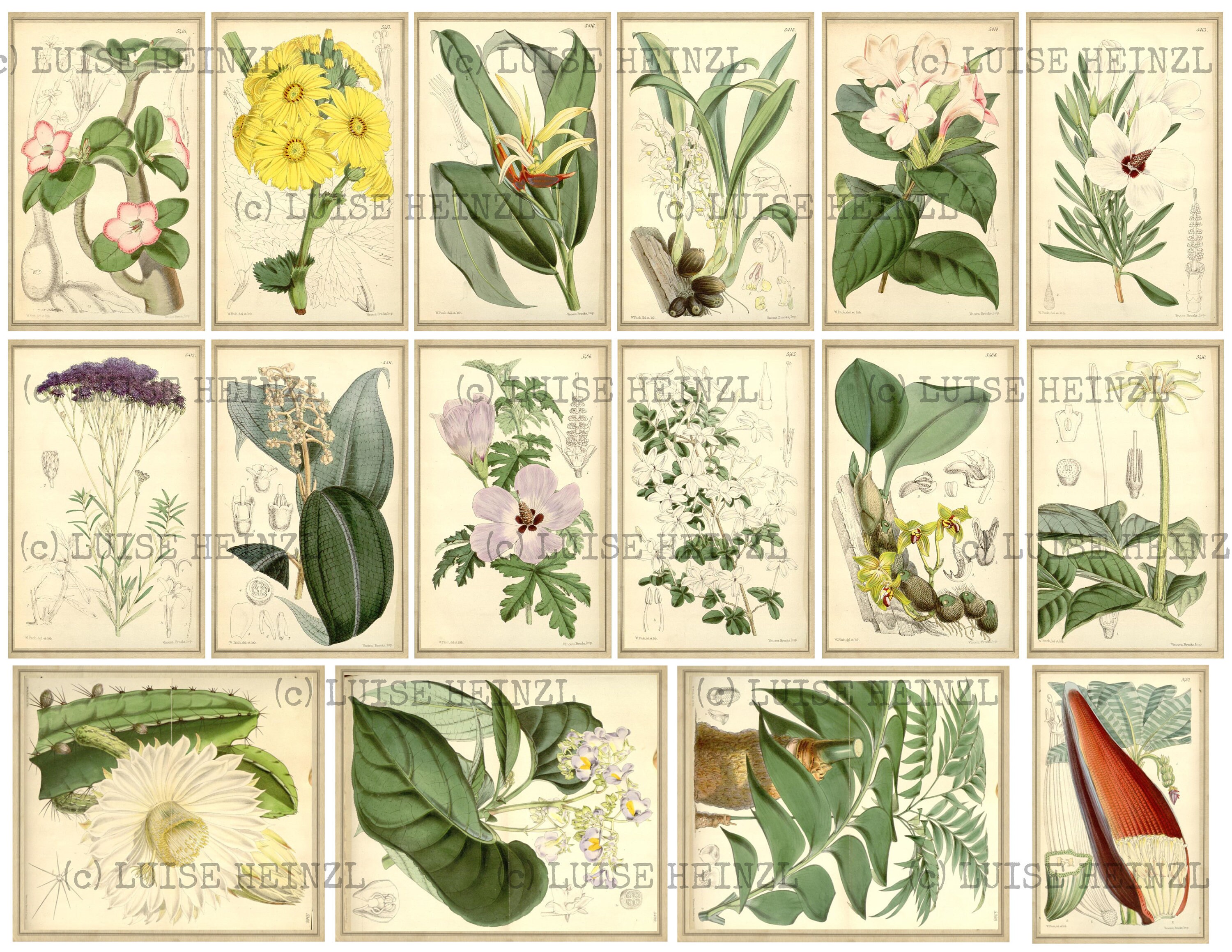 FLOWERS MATCHBOX MINIS 59 Pieces Flower Ephemera Us Letter & | Etsy