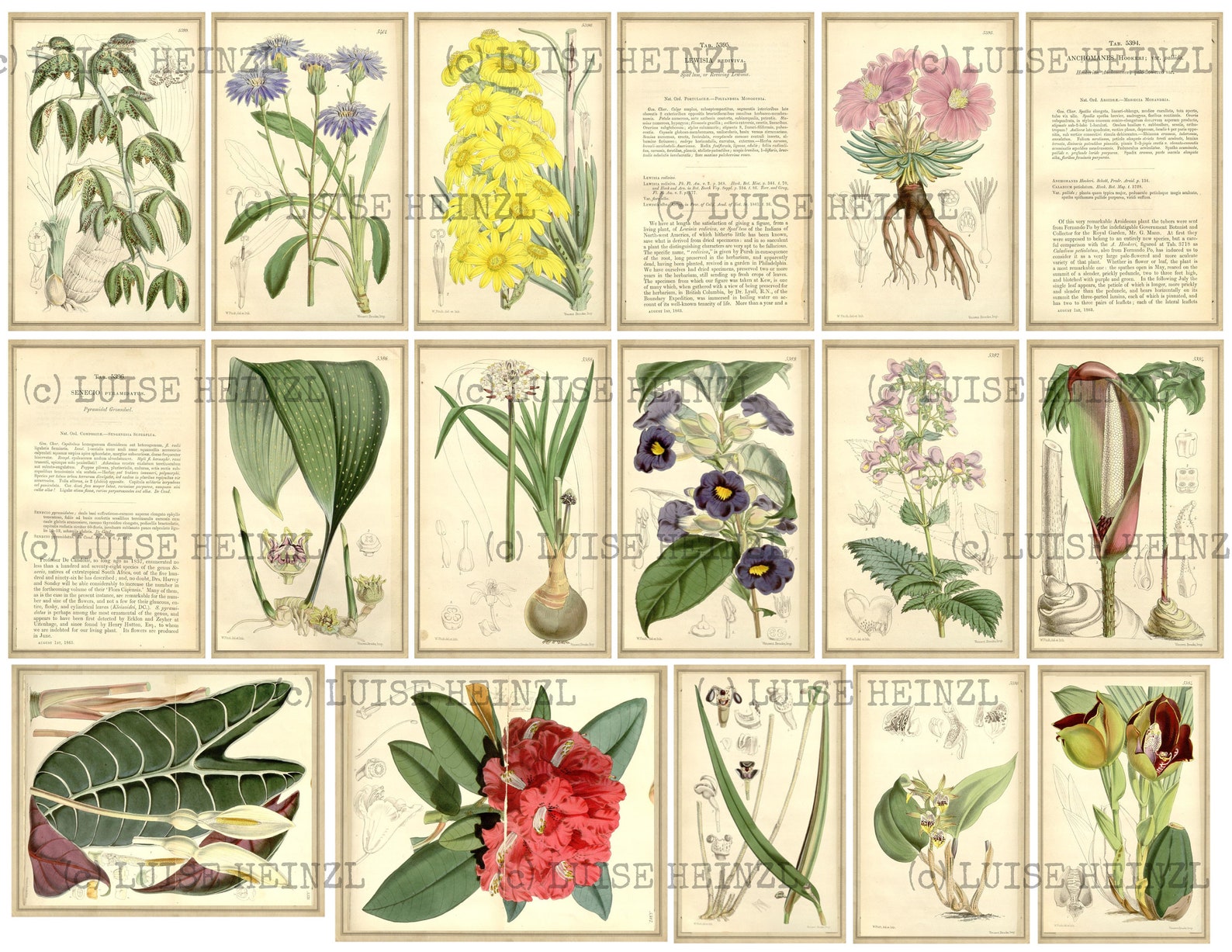 FLOWERS MATCHBOX MINIS 59 Pieces Flower Ephemera Us Letter & Din A4 ...