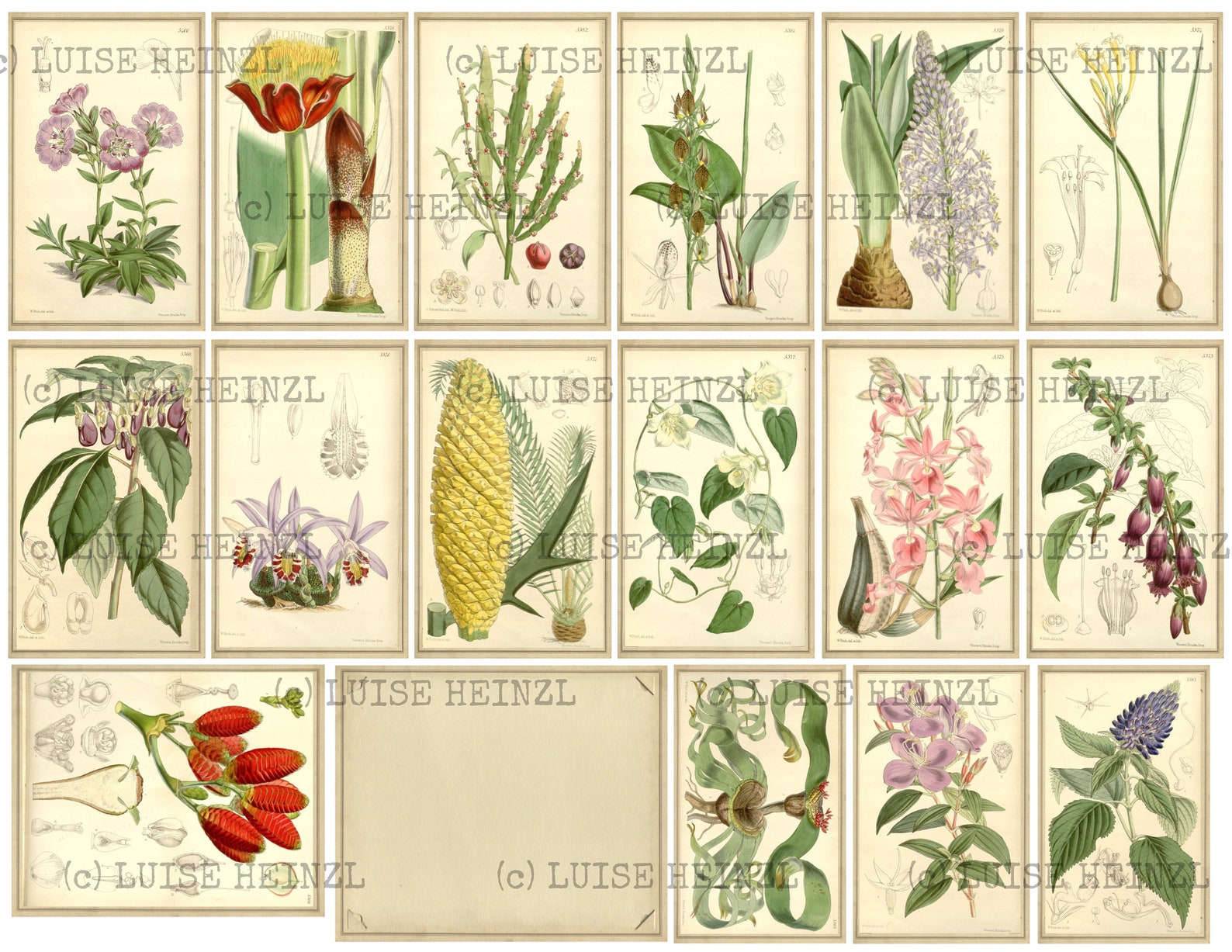 FLOWERS MATCHBOX MINIS 59 Pieces Flower Ephemera Us Letter & Din A4 ...
