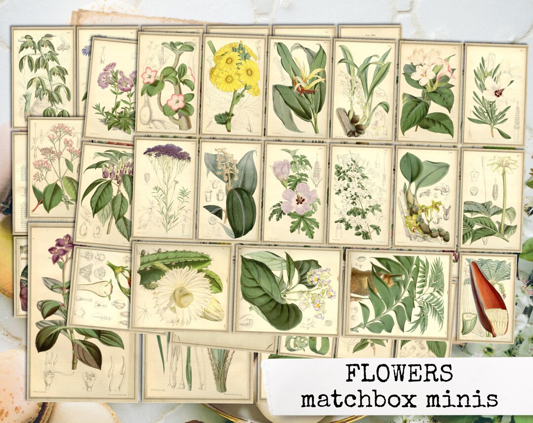 FLOWERS MATCHBOX MINIS 59 Pieces Flower Ephemera Us Letter & Din A4 ...