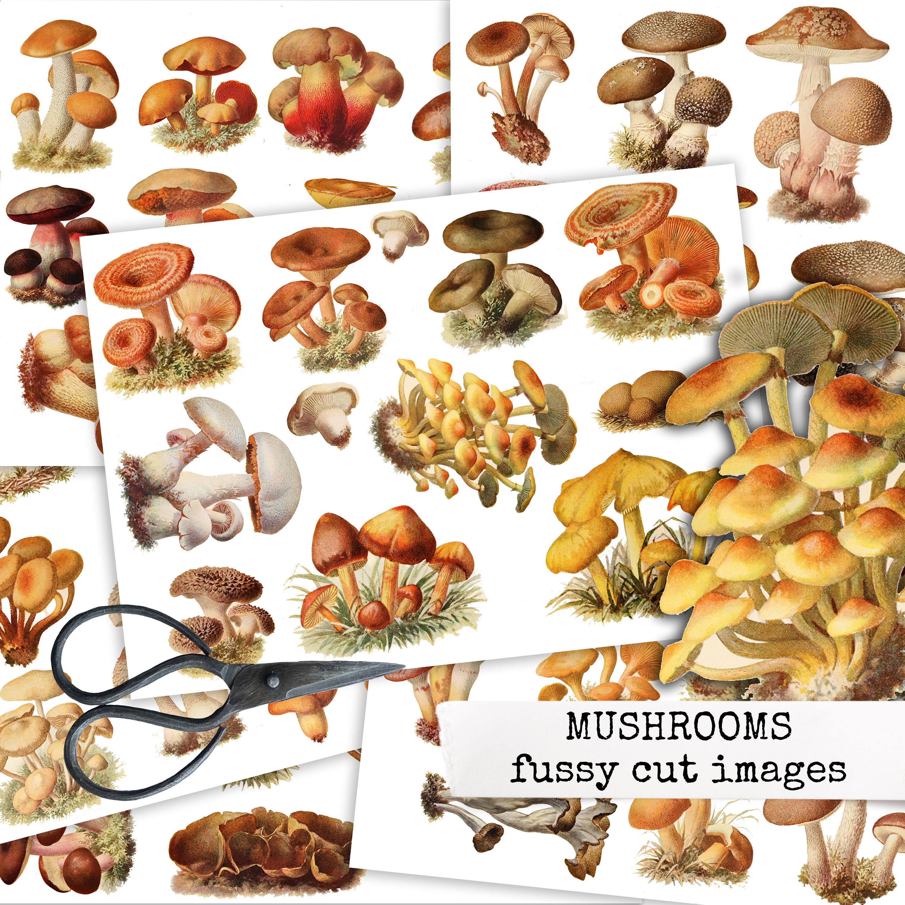 Mushroom Printable for Party - Etsy