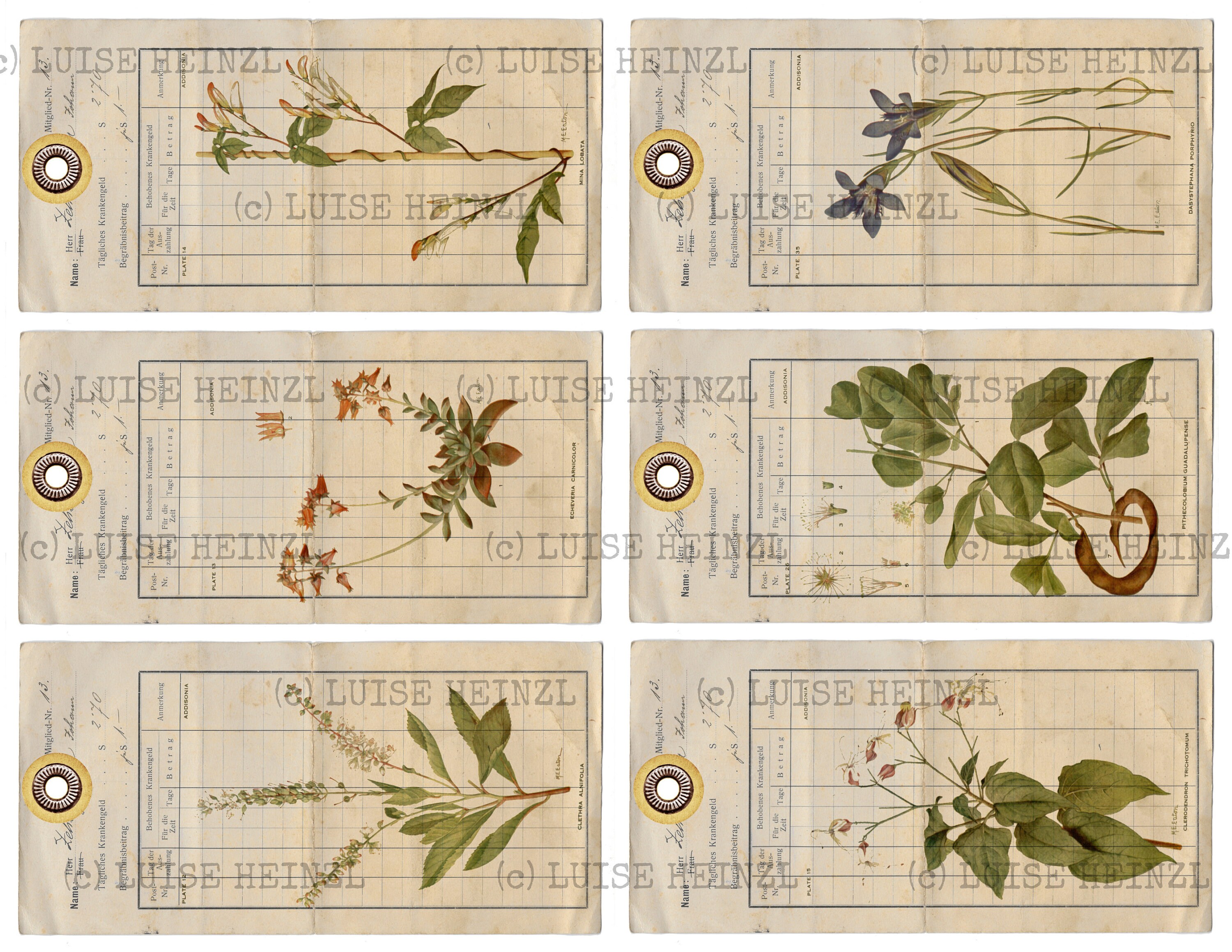 BOTANICAL TAGS EPHEMERA Pack Us Letter & Din A4 Botanical - Etsy