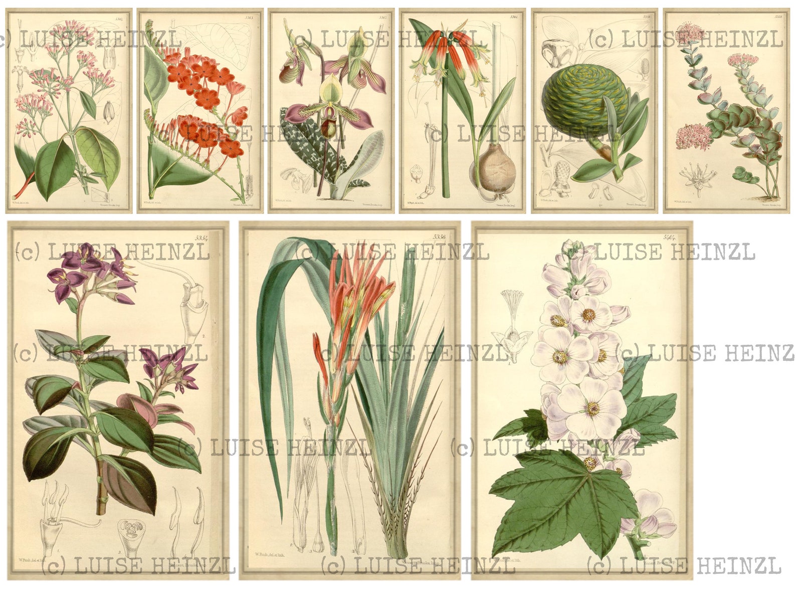 FLOWERS MATCHBOX MINIS 59 Pieces Flower Ephemera Us Letter & Din A4 ...