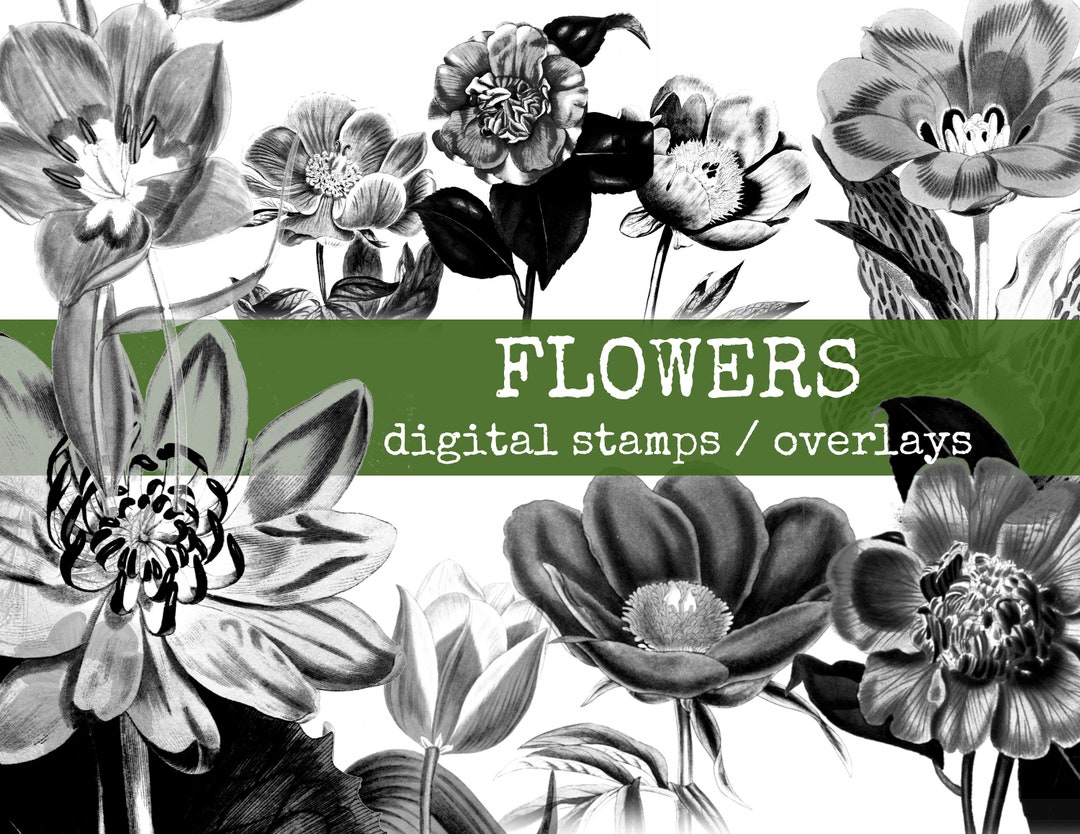 Flower Digital Stamps, Photoshop Overlay, Cliparts for Digital ...