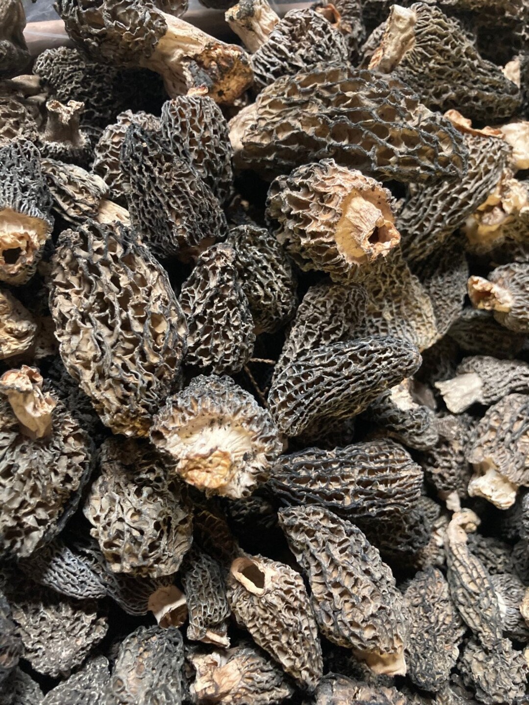 Dried Wild Gray and Green Morel Mushrooms From the USA, Wild Crafted ...