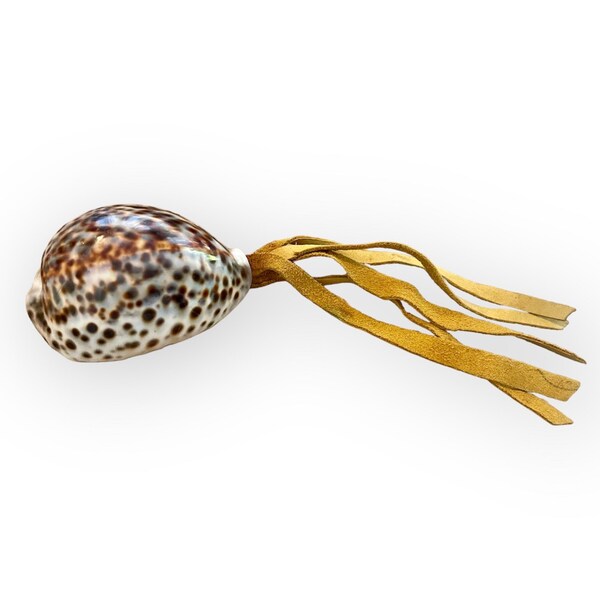 Tiger Cowrie - Etsy