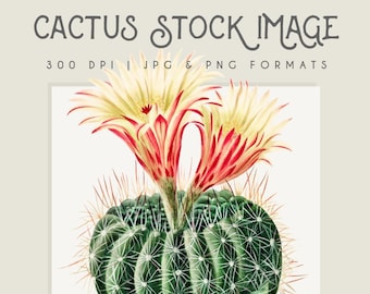 Cactus Clip Art Vintage Botanical Illustration beehive - Etsy