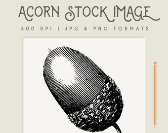 Acorns Digital Clipart Moveable PNG Pieces - Etsy