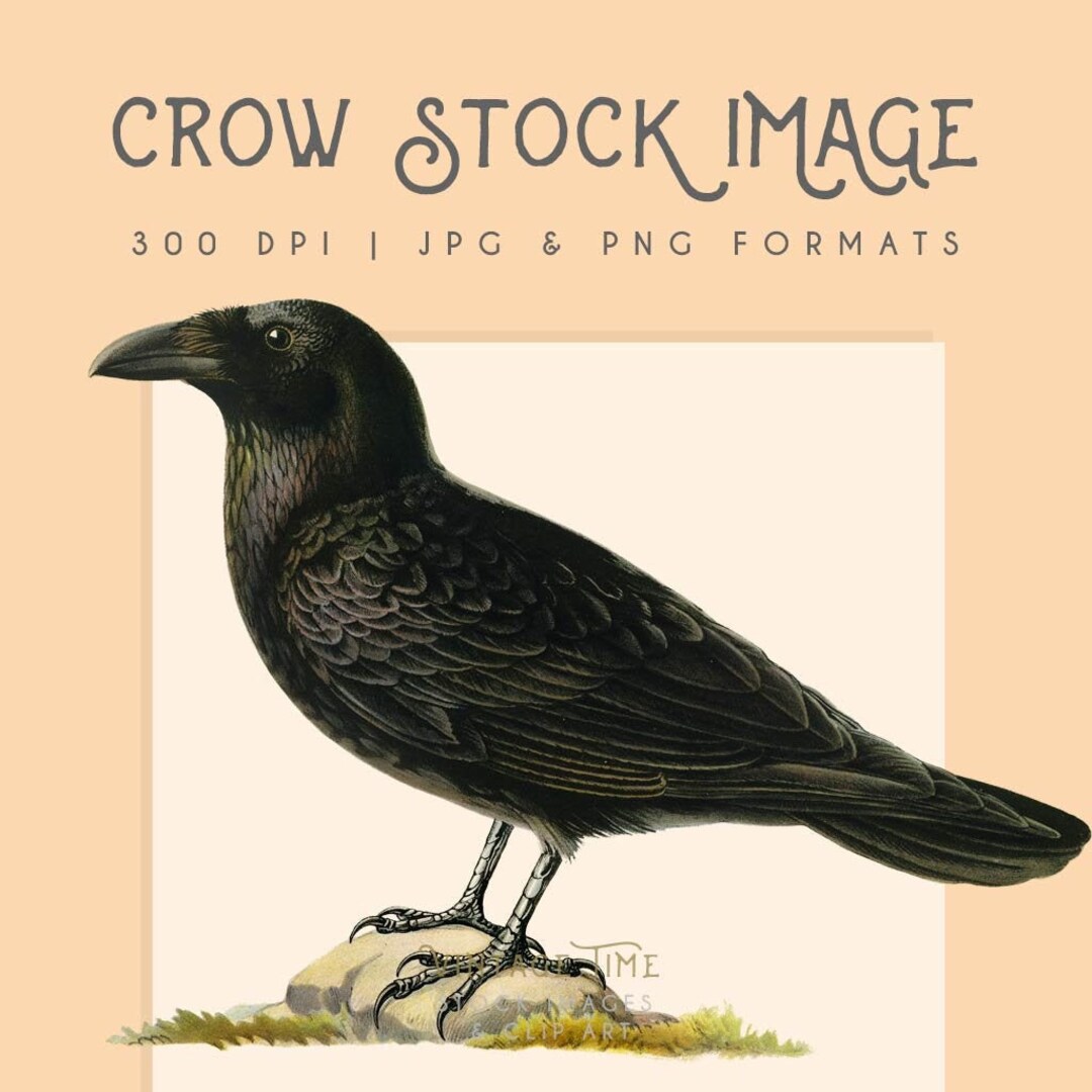 Halloween Crow Raven Clipart Stock Image, Instant Download, Halloween ...