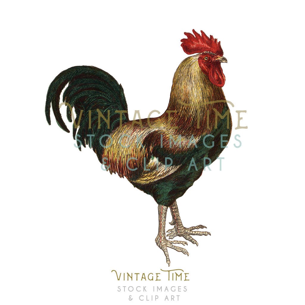 Vintage Rooster Clip Art Image, Chicken Farm Instant Download, Digital ...