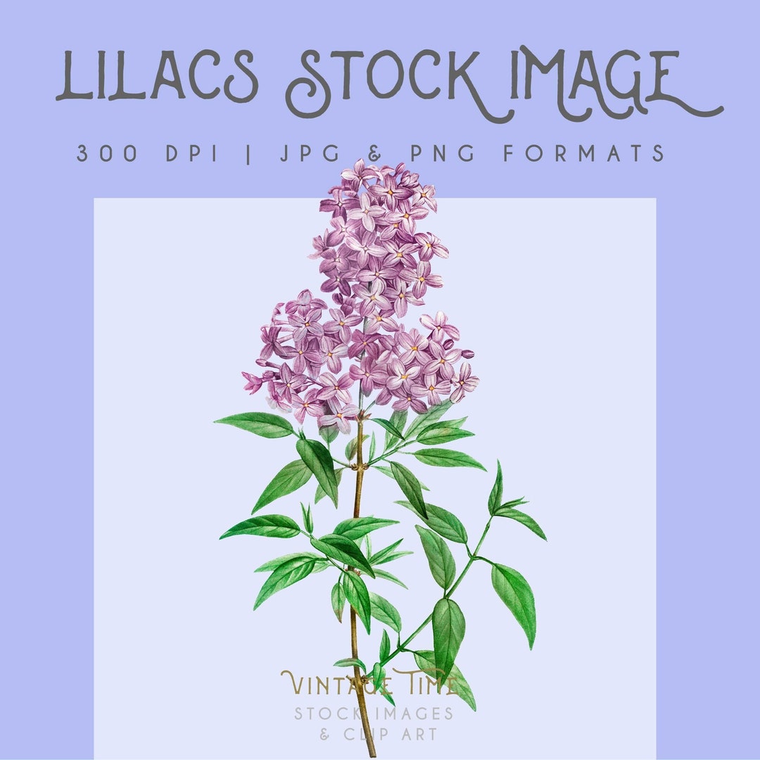 Lilacs Floral Clipart Image, Instant Download, Lilac Print, Flower ...