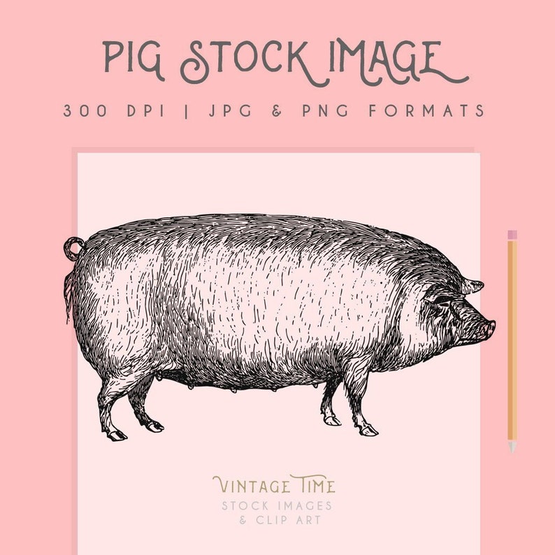 Pig Clipart, Instant Download Pig Printable, Pig Clip Art, Commericial ...