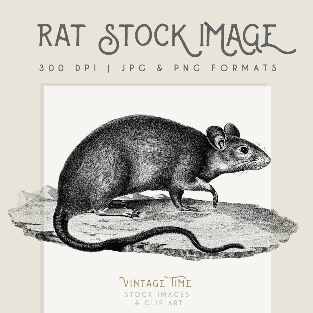 Rat Clipart Image, Instant Download, Rat Printable, Rat Clip Art ...