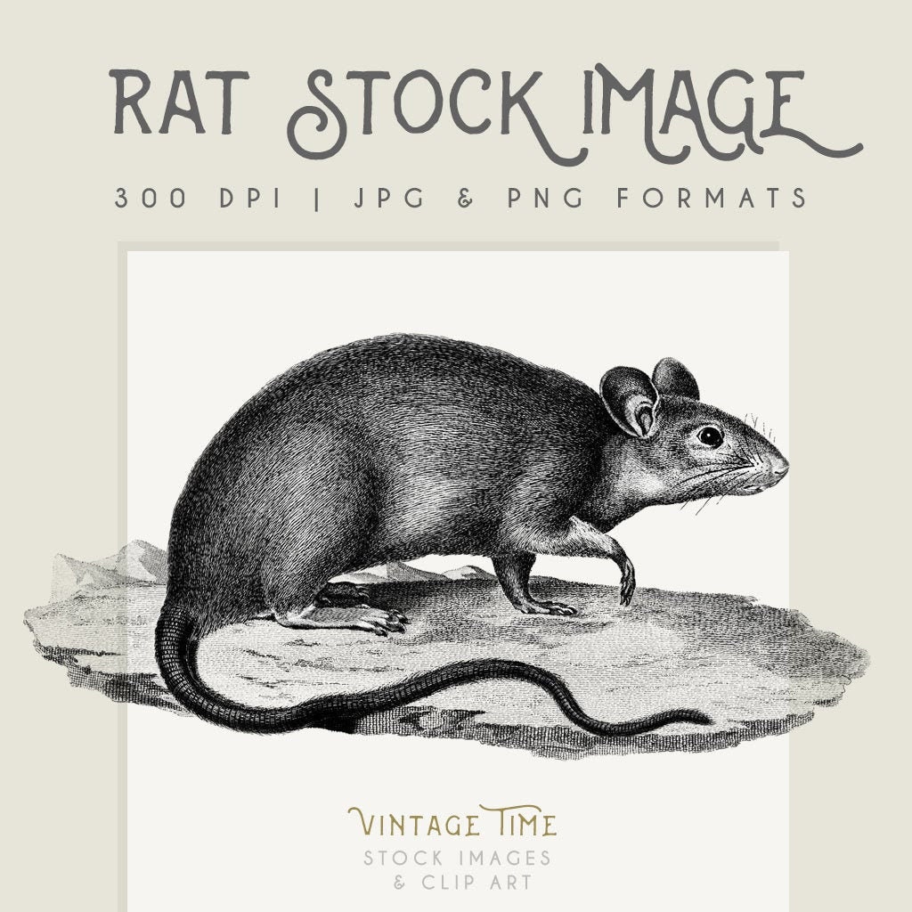Rat Clipart Image, Instant Download, Rat Printable, Rat Clip Art ...