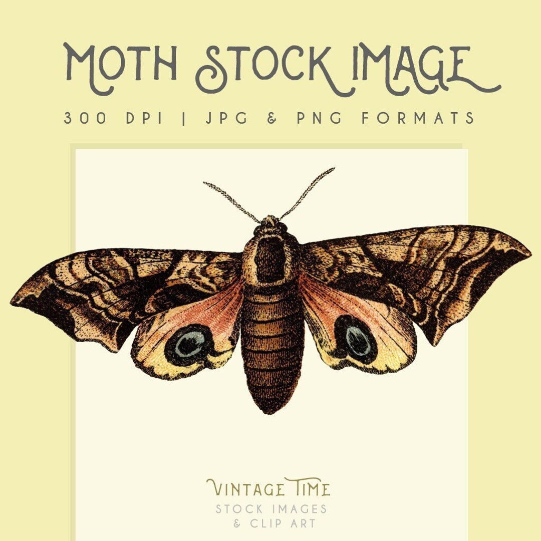 Vintage Moth Clipart Image, Instant Download Bee Print, Moth Clip Art ...