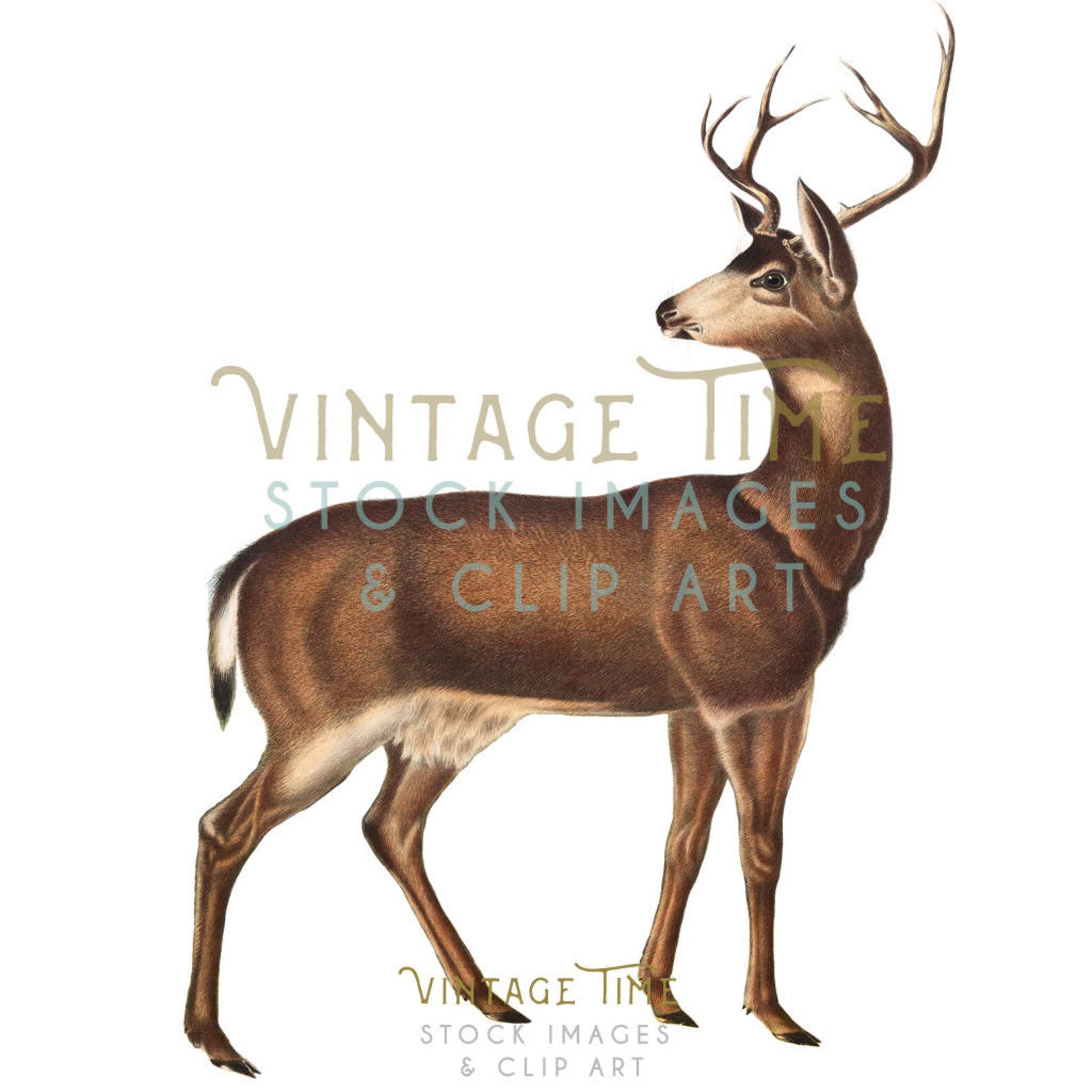 Deer Clipart Vintage Drawing Painting Digital Download Instant Download ...