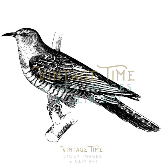 Indian Cuckoo Bird Drawing