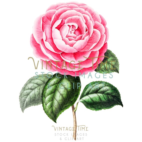 Camellia Clip Art