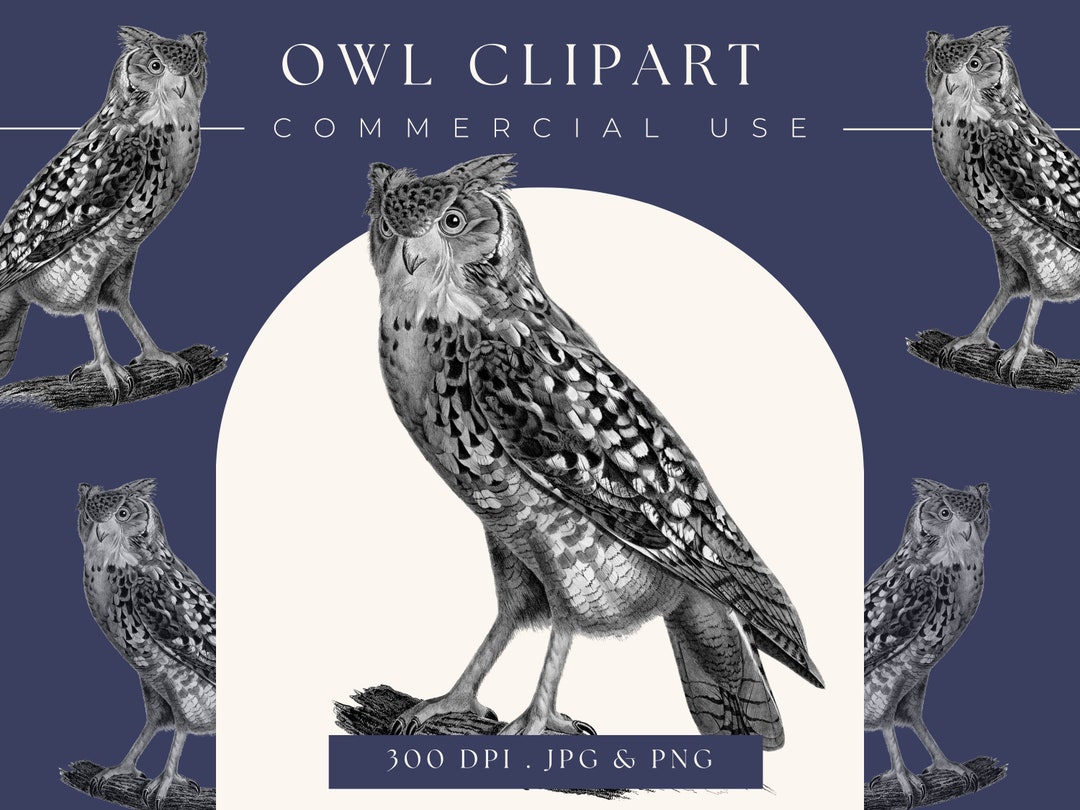 Clipart Owl Instant Download, Commercial Use, Owl Clip Art, Owl ...