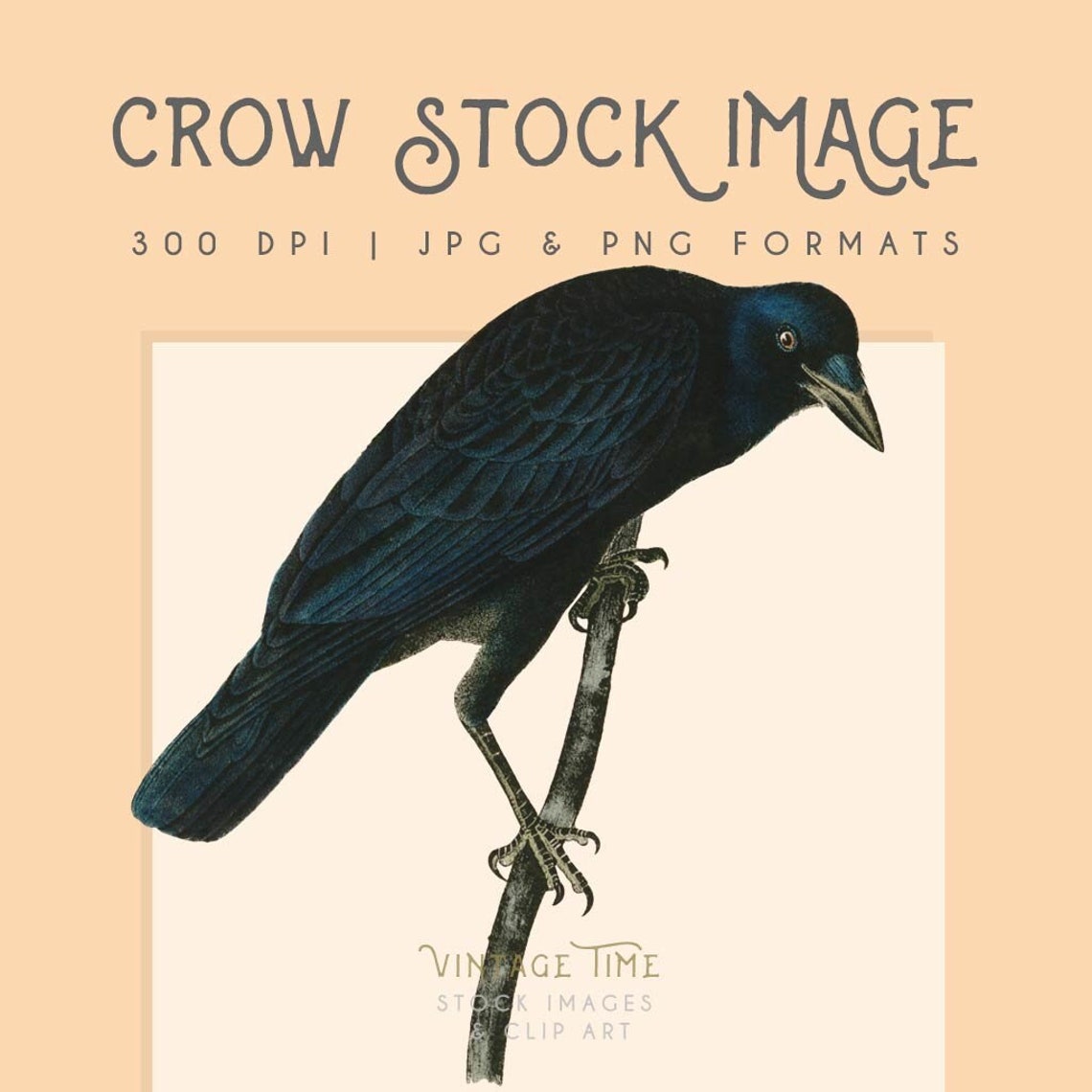 Halloween Crow Clipart Image Instant Download Crow Print - Etsy