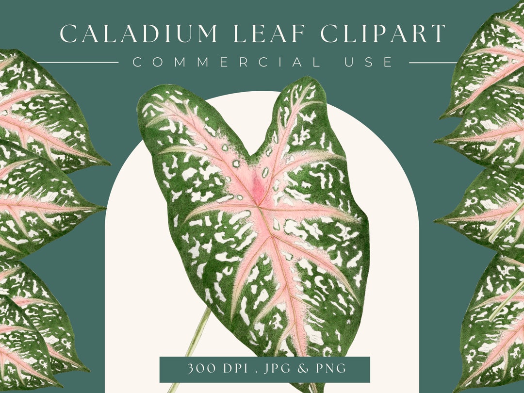 Caladium Leaf Clipart Image Graphic, Instant Download, Print, Plant ...