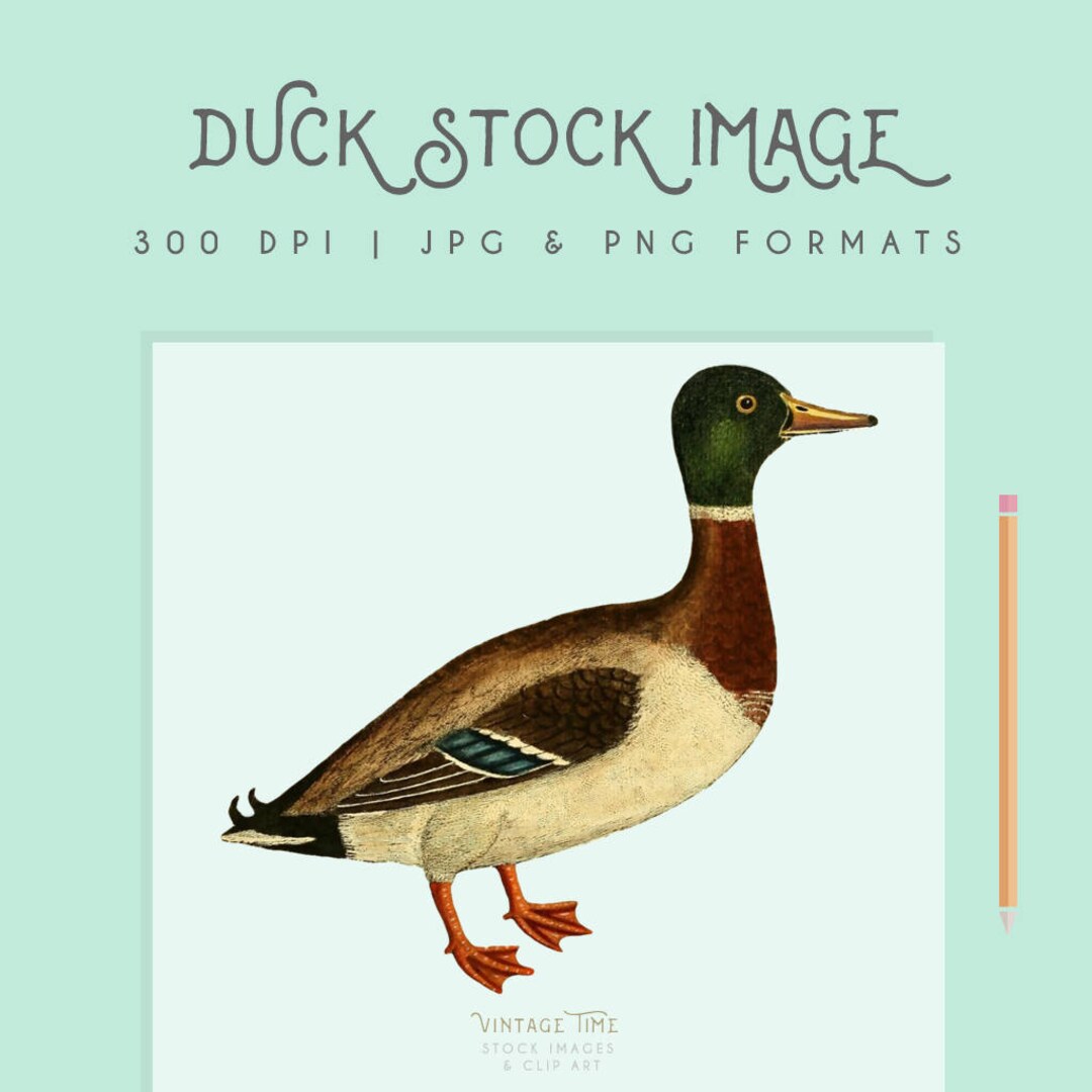 Vintage Mallard Duck Image Illustration Clip Art Digital Download Wall ...