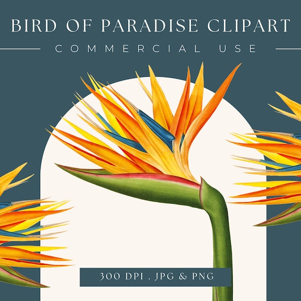Bird of Paradise Art - Etsy