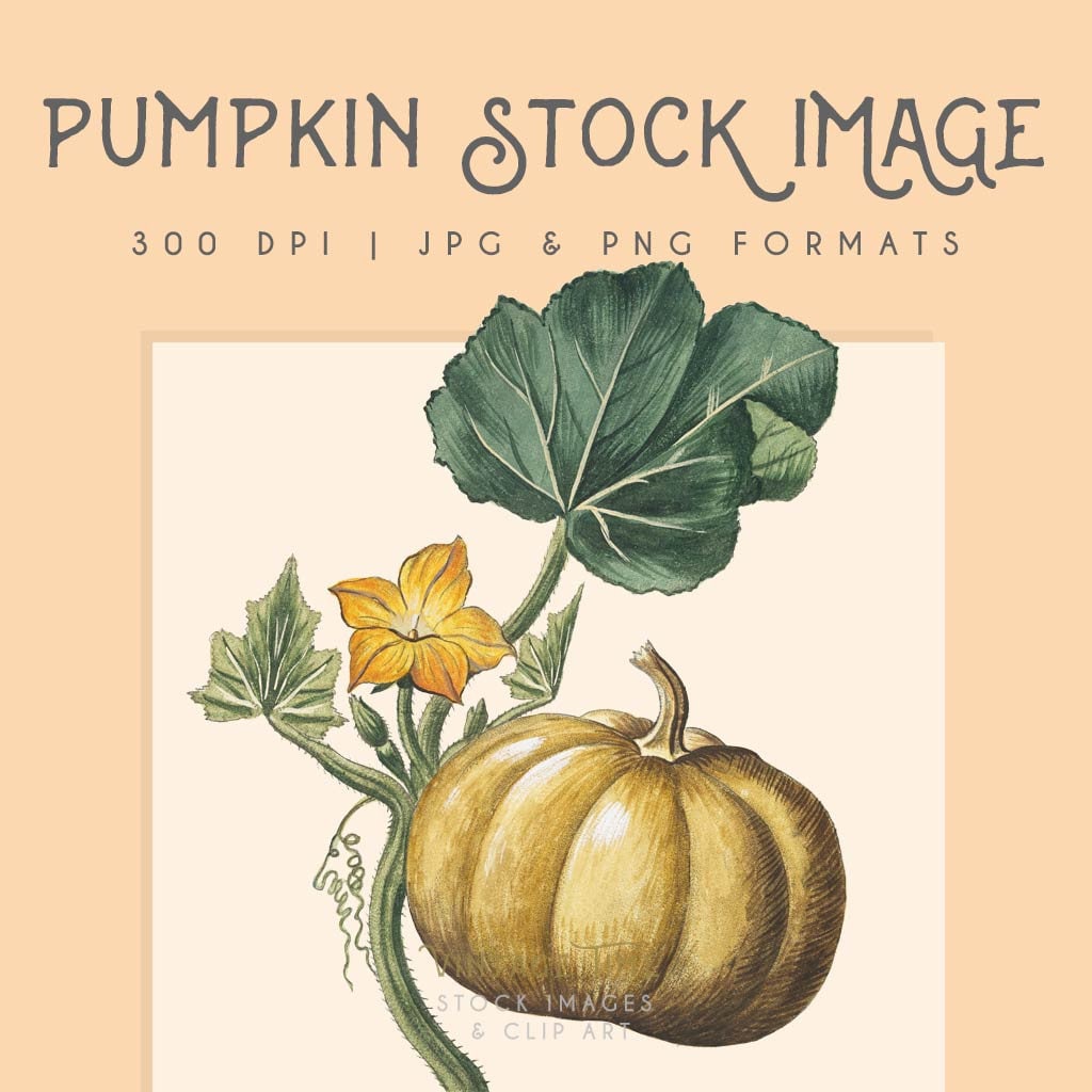 Pumpkin Clipart Image, Instant Download, Printable, Pumpkin Clip Art ...