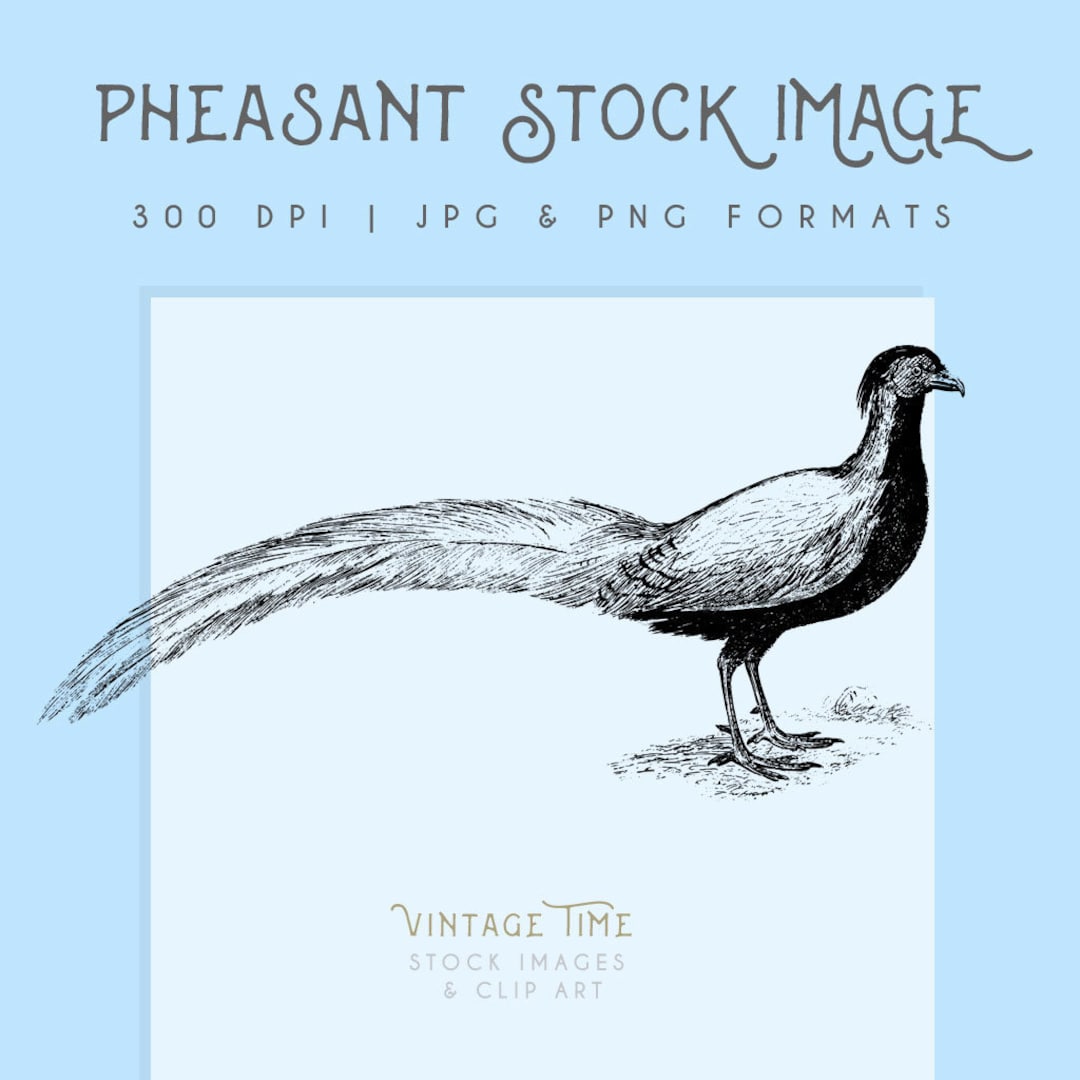 Pheasant Bird Clipart Image, Instant Download Pheasant Print, Pheasant ...