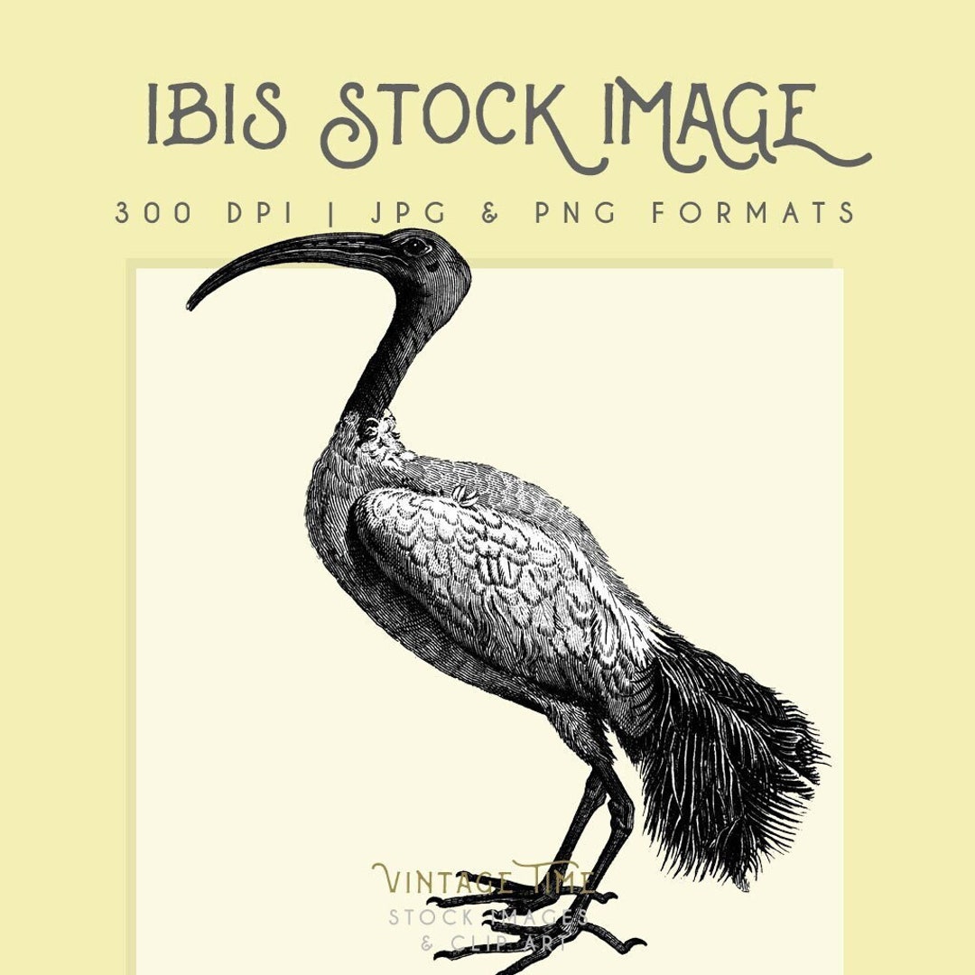 Ibis Bird Clipart Image, Instant Download, Ibis Print, Ibis Clip Art ...