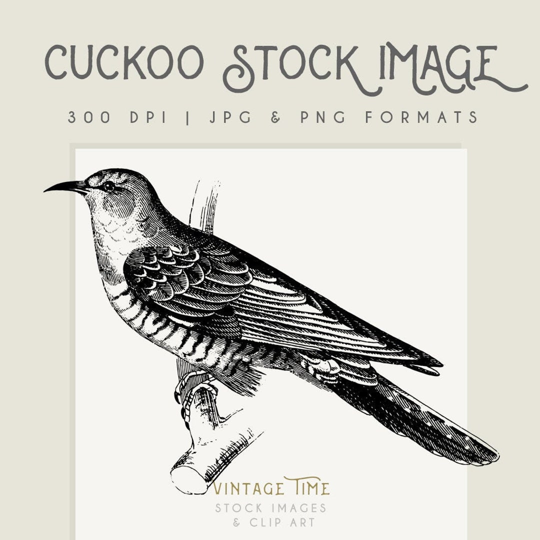 Cuckoo Bird Clipart Image, Instant Download, Printable, Cuckoo Clip Art ...