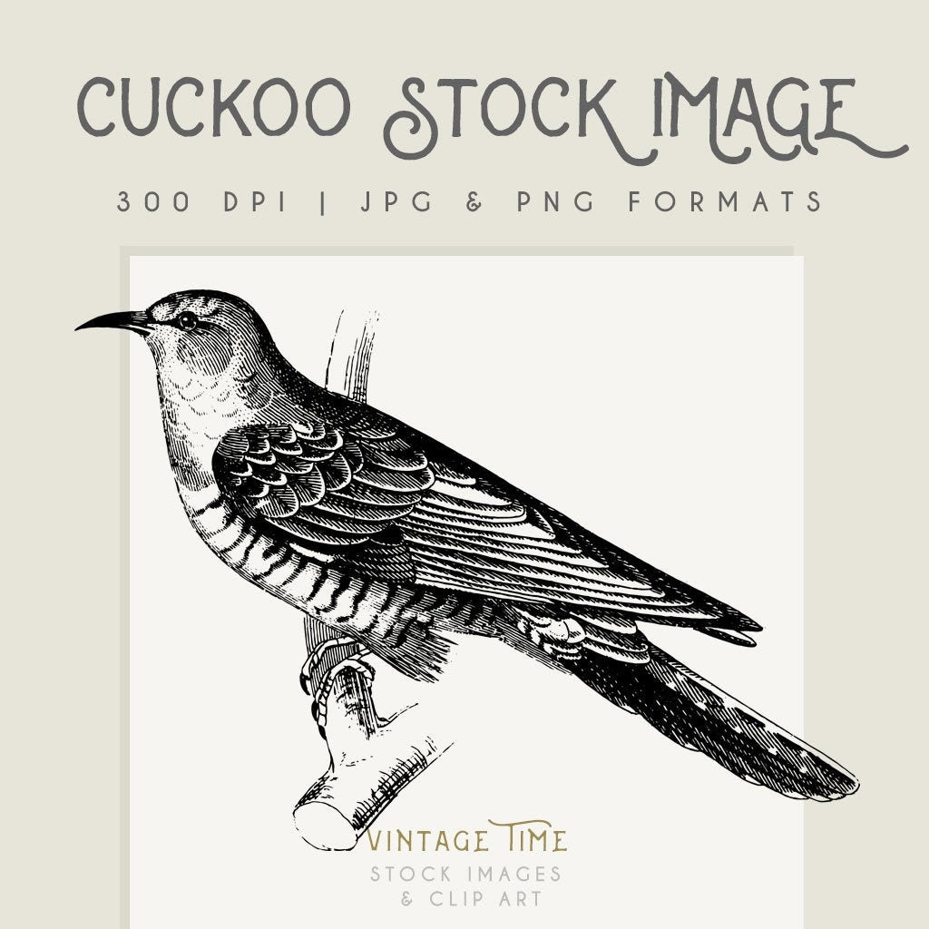 Cuckoo Bird Clipart Image, Instant Download, Printable, Cuckoo Clip Art ...