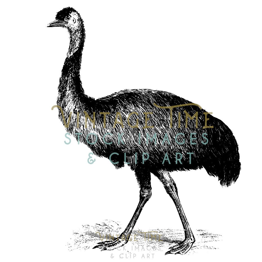 Clipart Emu Bird Image, Digital Clipart, Digital Download, Instant ...