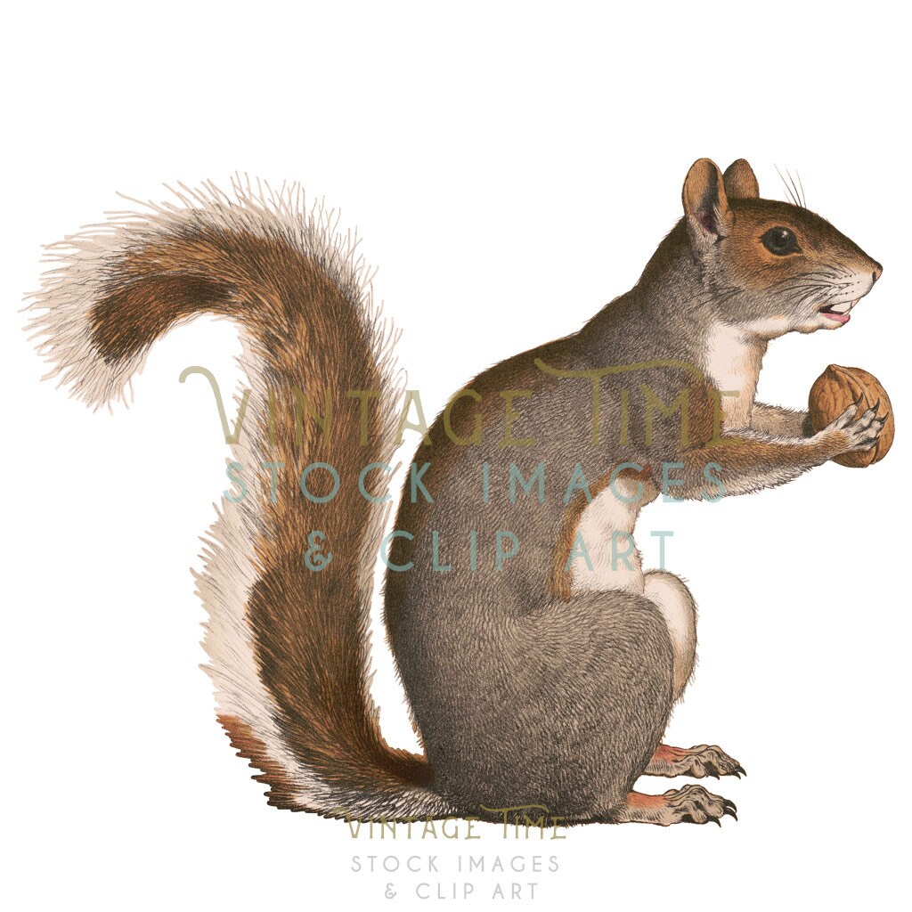 Squirrel Clipart, Instant Download, Squirrel Printable, Squirrel Clip ...