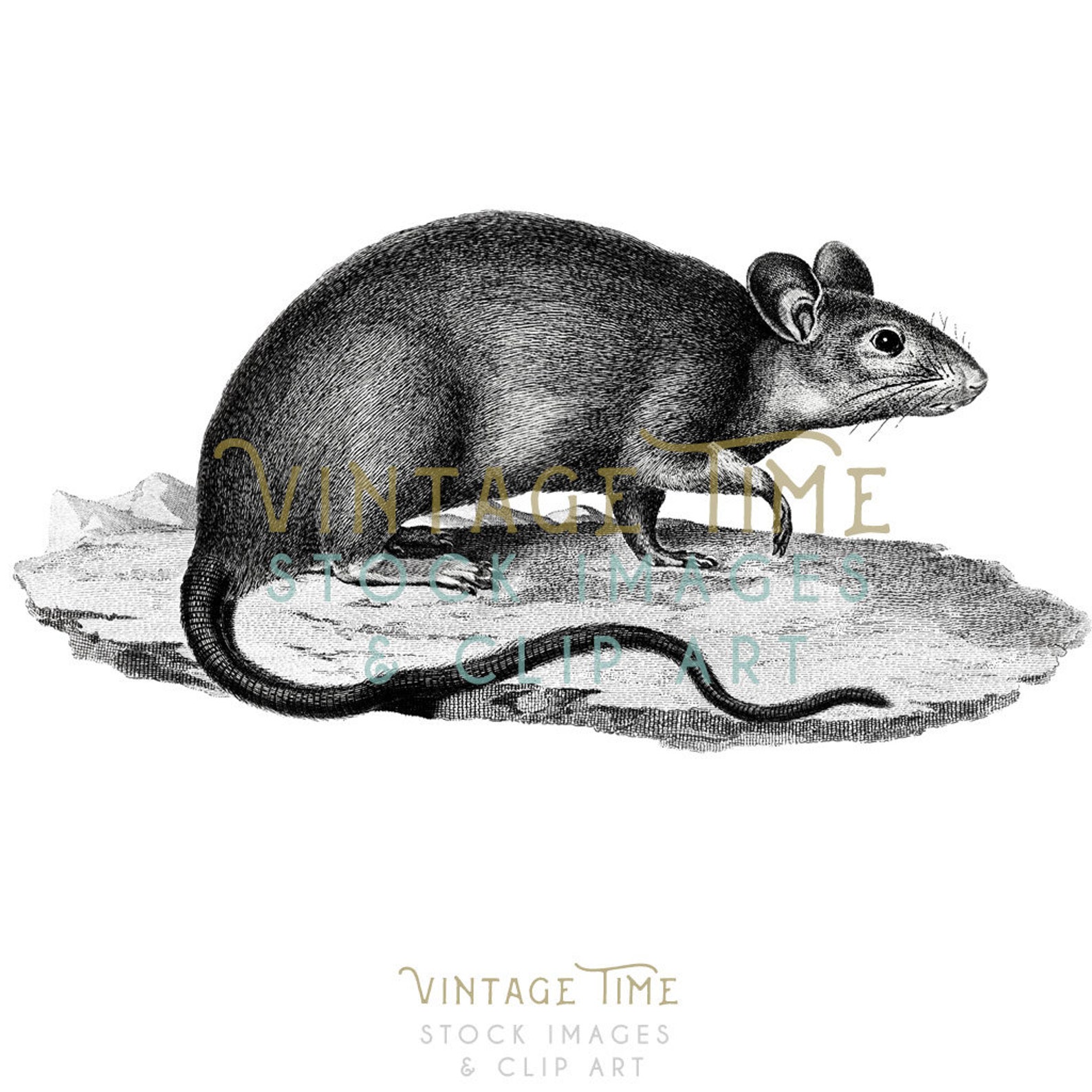 Rat Clipart Image, Instant Download, Rat Printable, Rat Clip Art ...