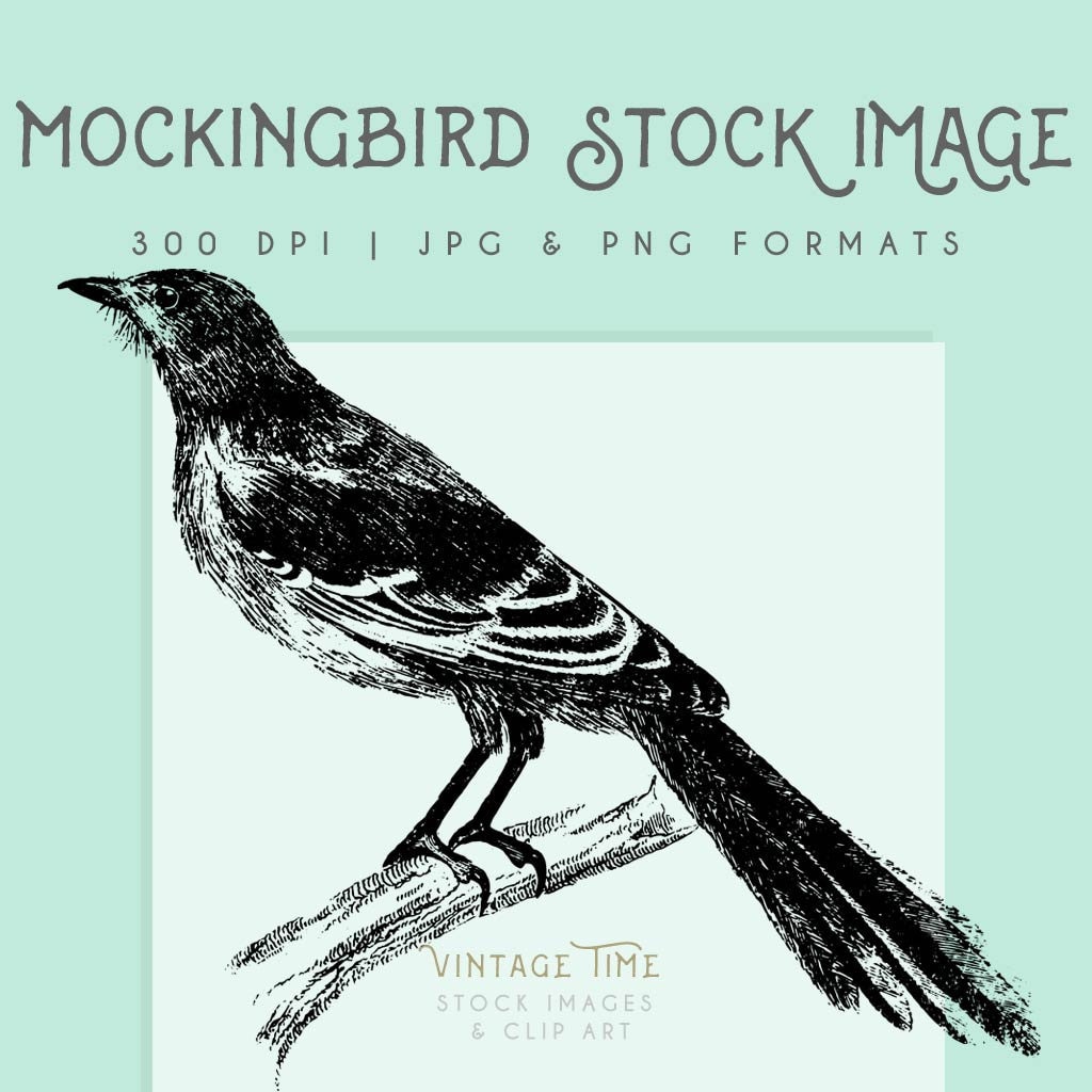 Mockingbird Clipart Image, Instant Download, Mockingbird Printable ...