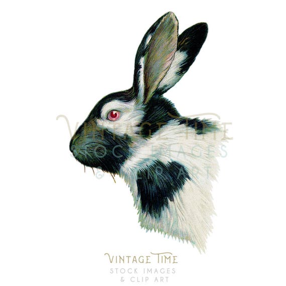 Vintage Rabbit Clip Art