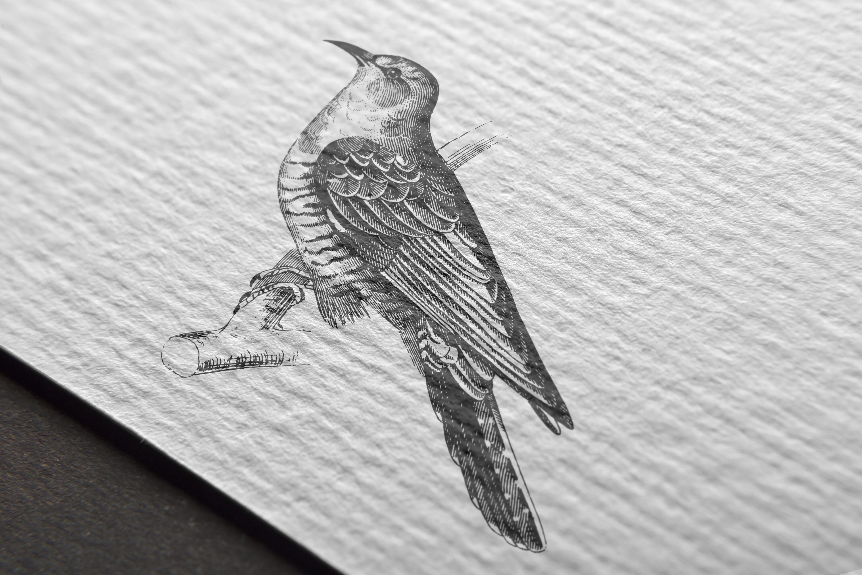 Cuckoo Bird Clipart Image, Instant Download, Printable, Cuckoo Clip Art ...