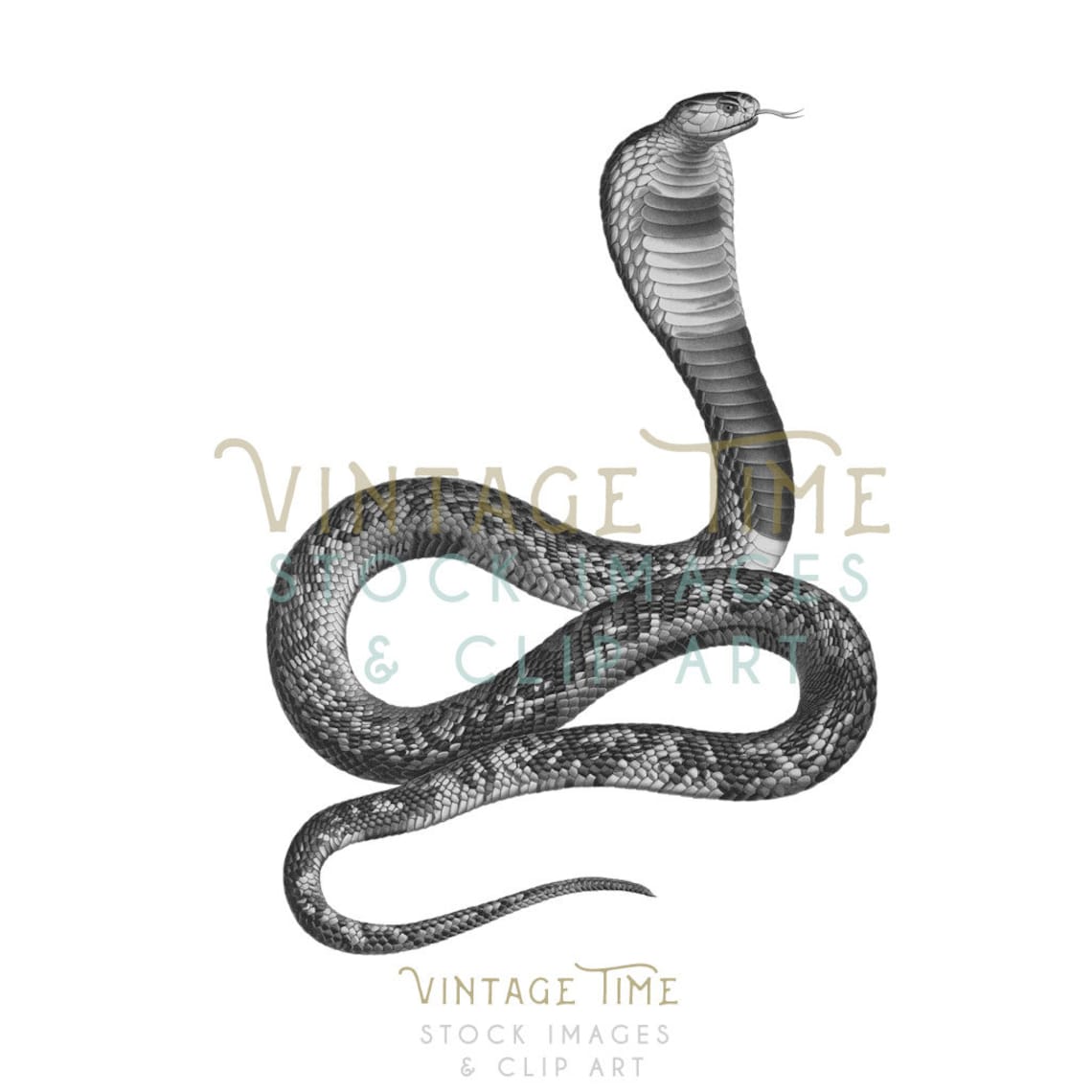 Clipart Snake Illustration Instant Download Snake Clip Art - Etsy