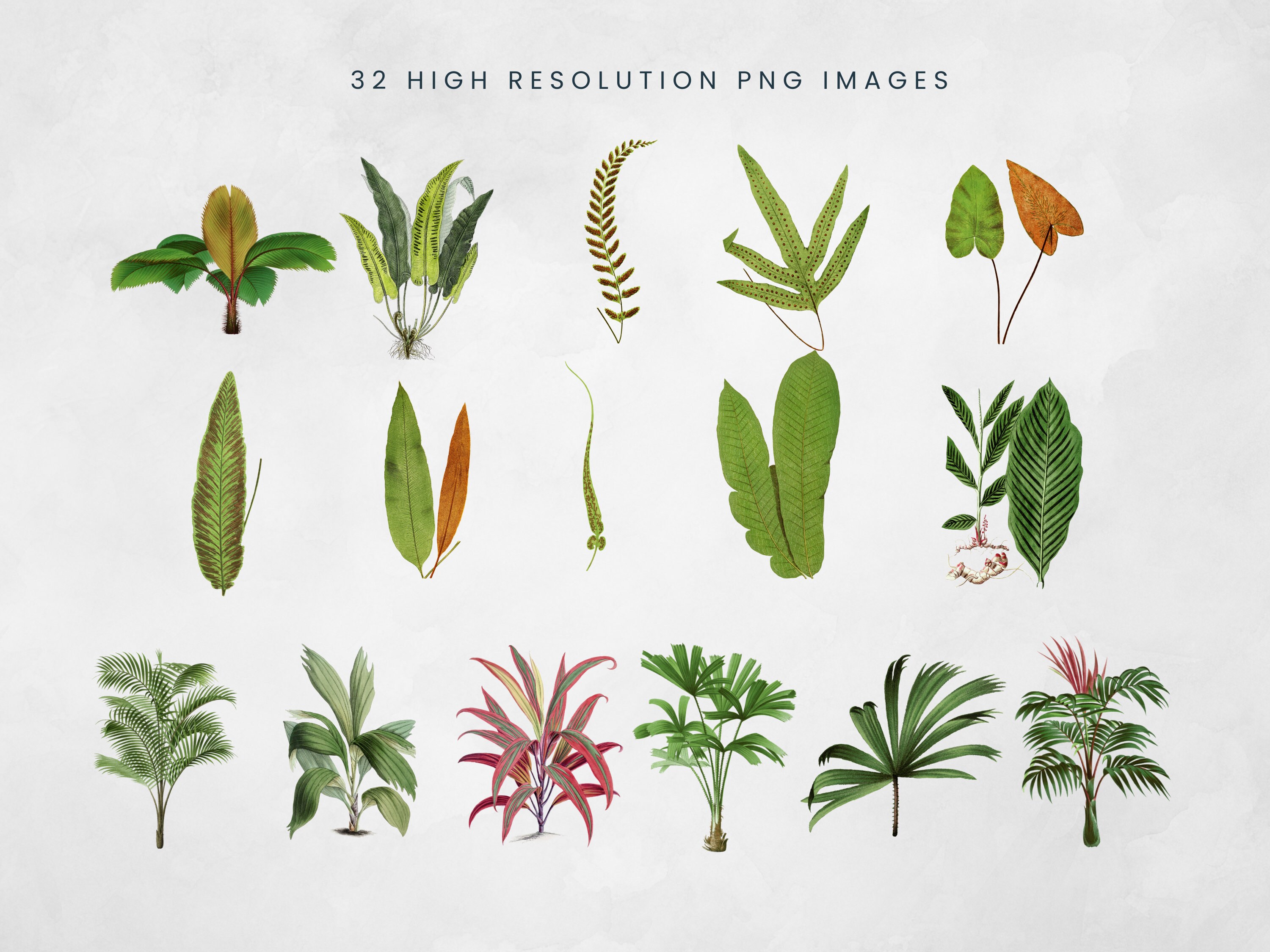 Watercolor Tropical Leaves Clipart | Monstera Clipart | Leaf Png ...