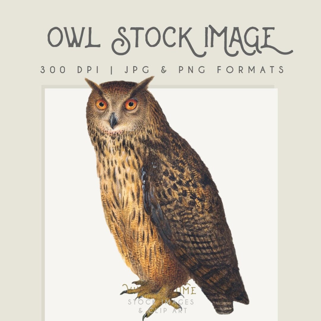 Clipart Owl Digital Download Image, Digital Print, Clip Art ...
