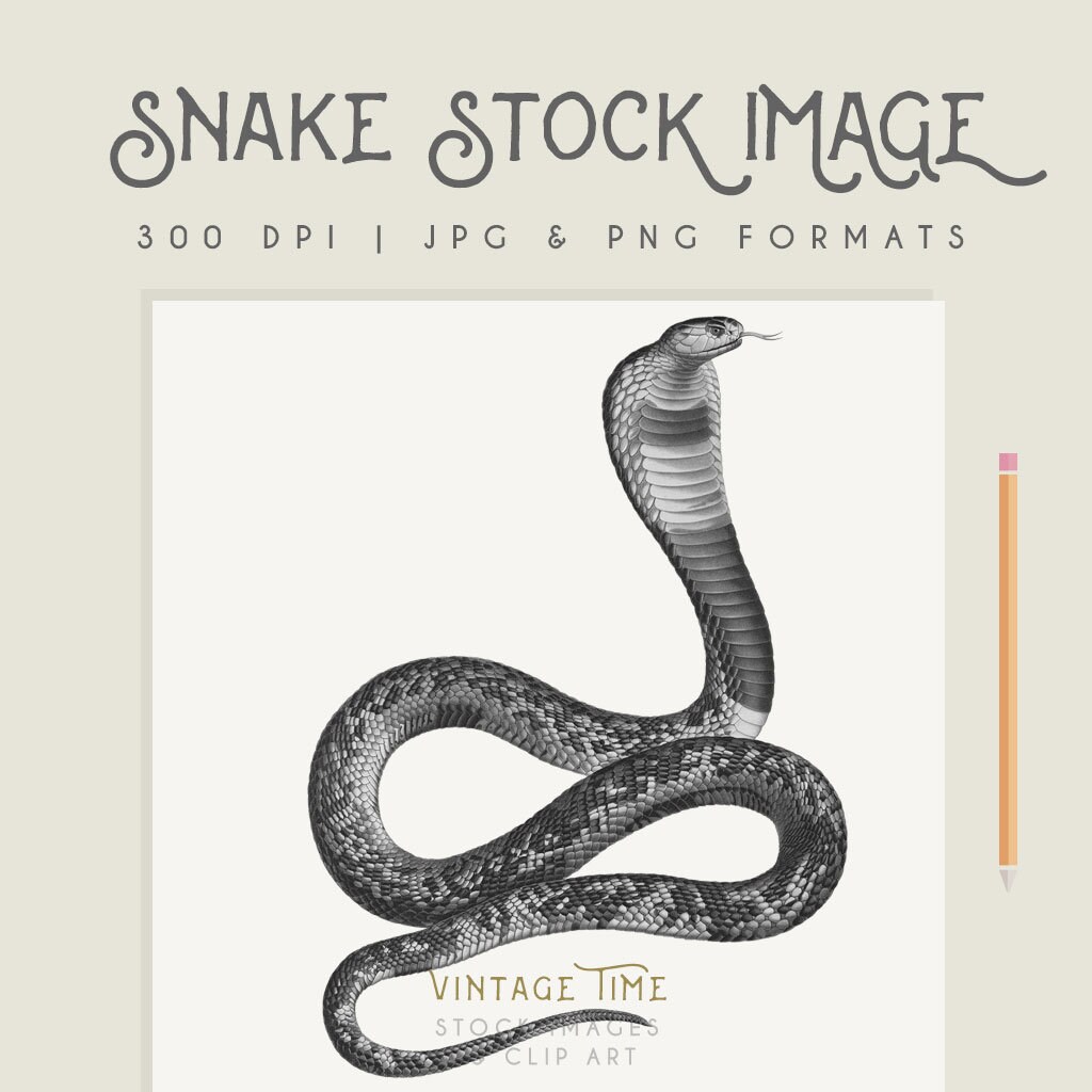 Clipart Snake Illustration Instant Download snake clip art | Etsy