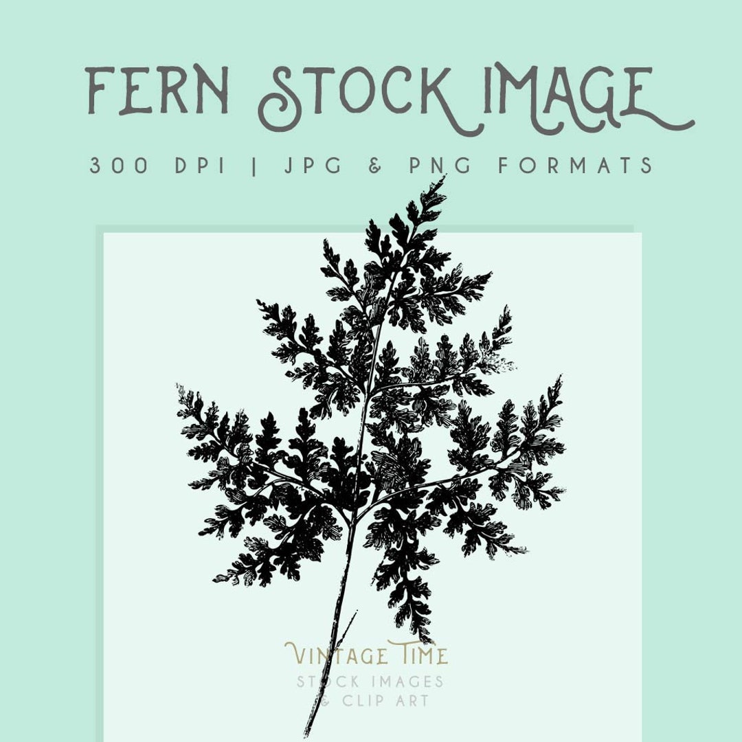 Fern Clipart Instant Download Image Fern Print Fern Clip - Etsy