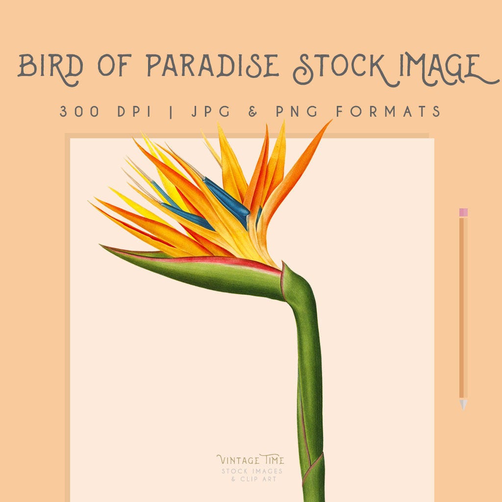 Bird of Paradise Vintage Clip Art Stock Image Illustration | Etsy
