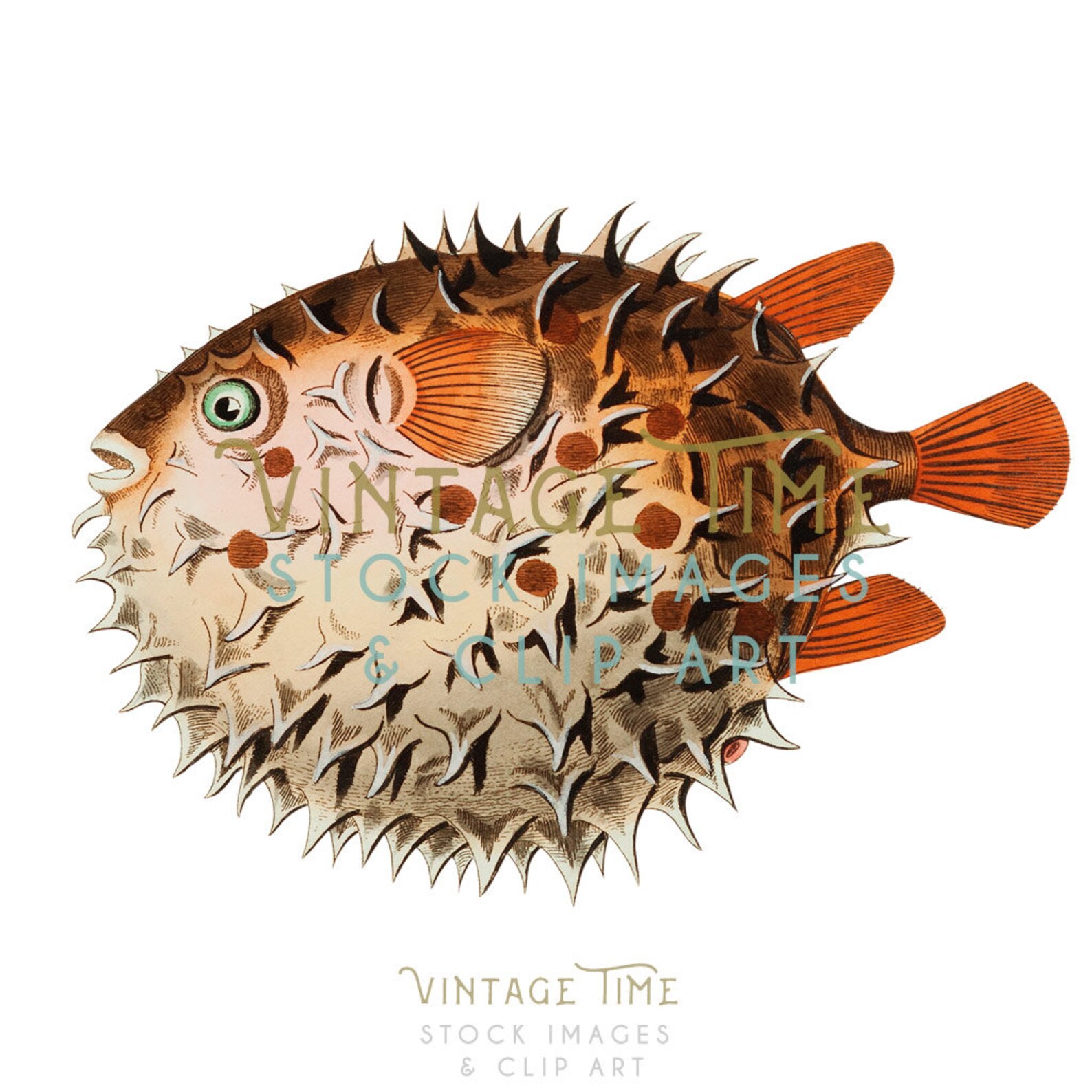 Blowfish Clipart Image, Instant Download, Blowfish Print, Fish Clip Art ...