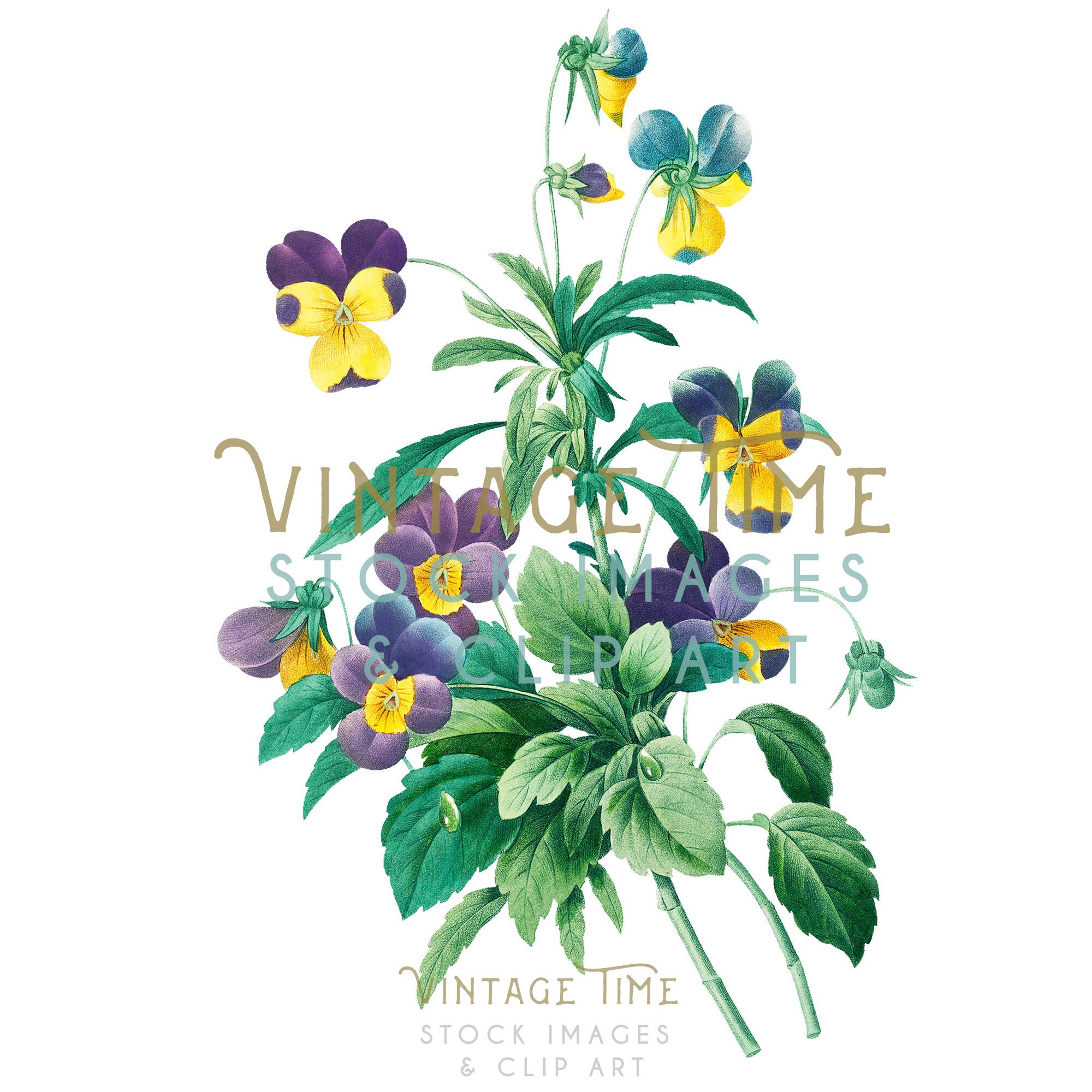 Pansy Floral Clipart Image, Instant Download, Pansy Print, Flower ...